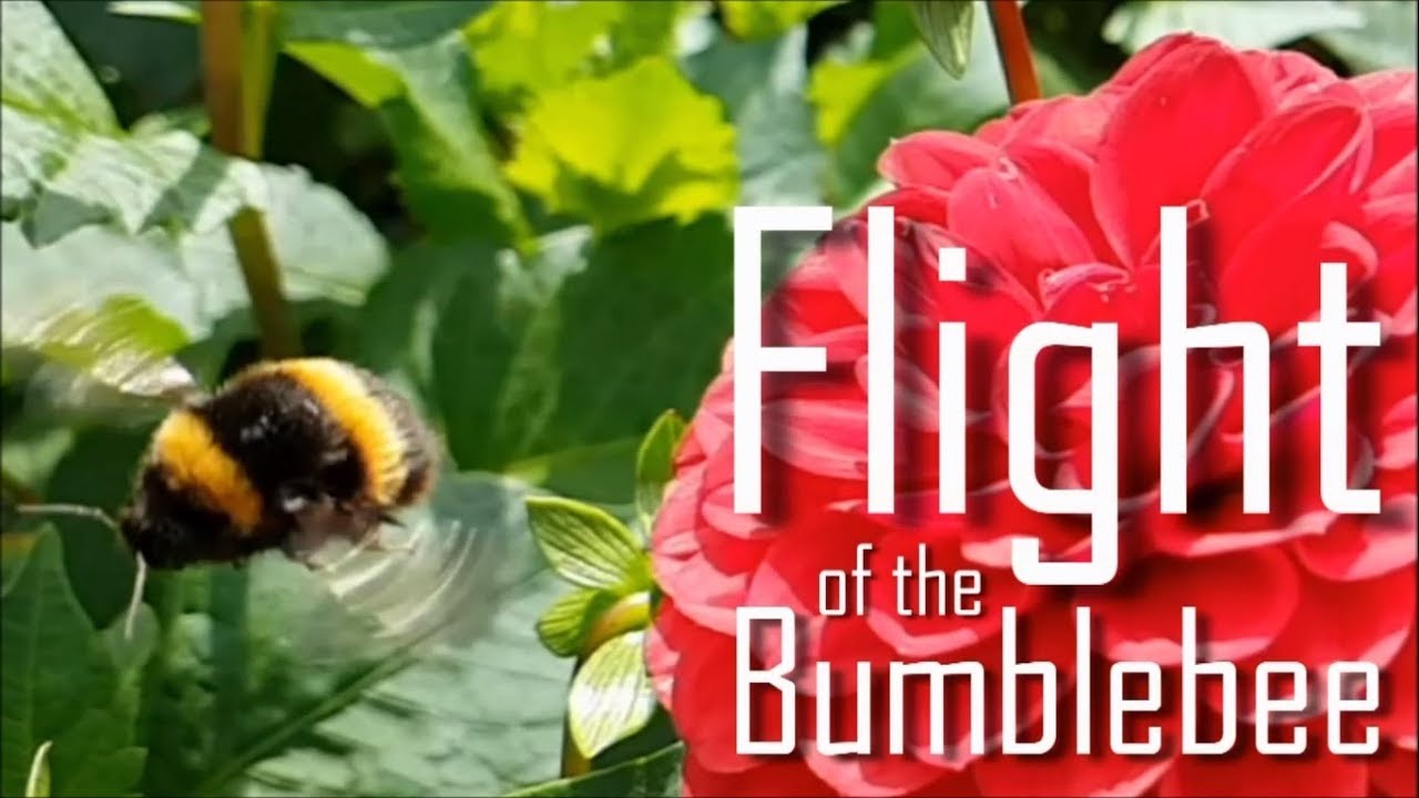 Flight of the Bumblebee - YouTube