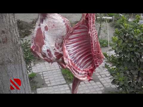 Qurbanlıq heyvanlar bu ünvanlarda kəsiləcək