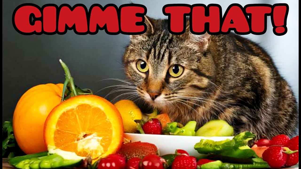Just Let Me Eat It, Hooman! 😾🥦🍀 - YouTube