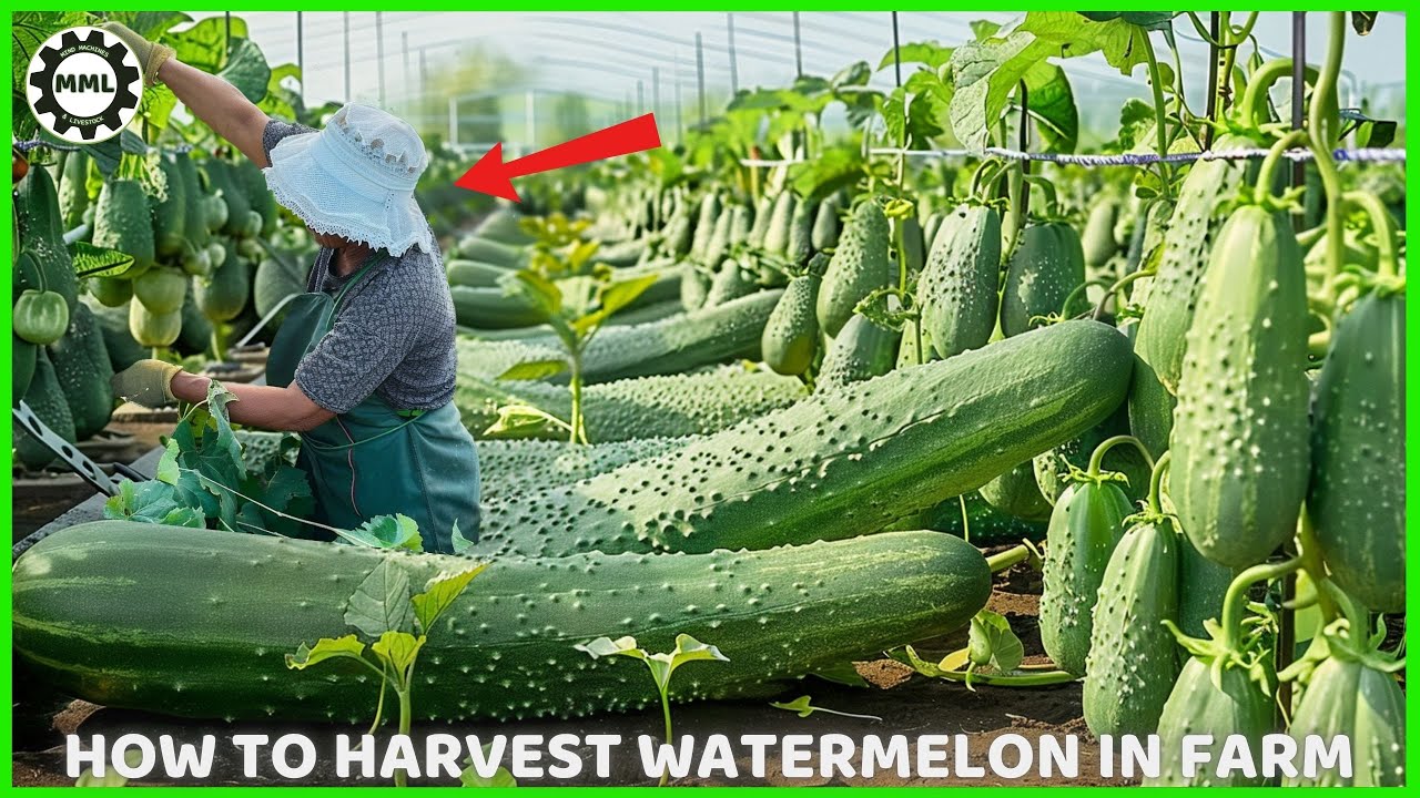 Next-Level Farming | How Modern Machines Revolutionize Cucumber ...