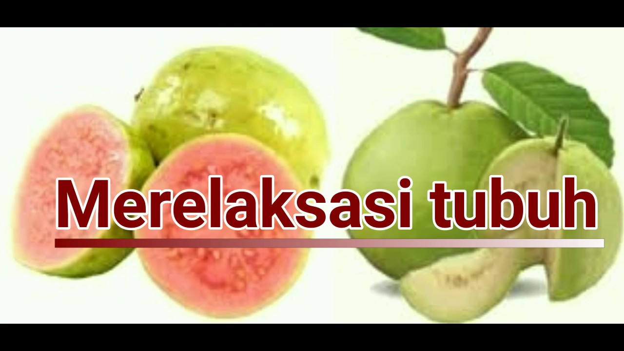 Manfaat Buah Jambu Biji Merah Bagi Kesehatan - YouTube