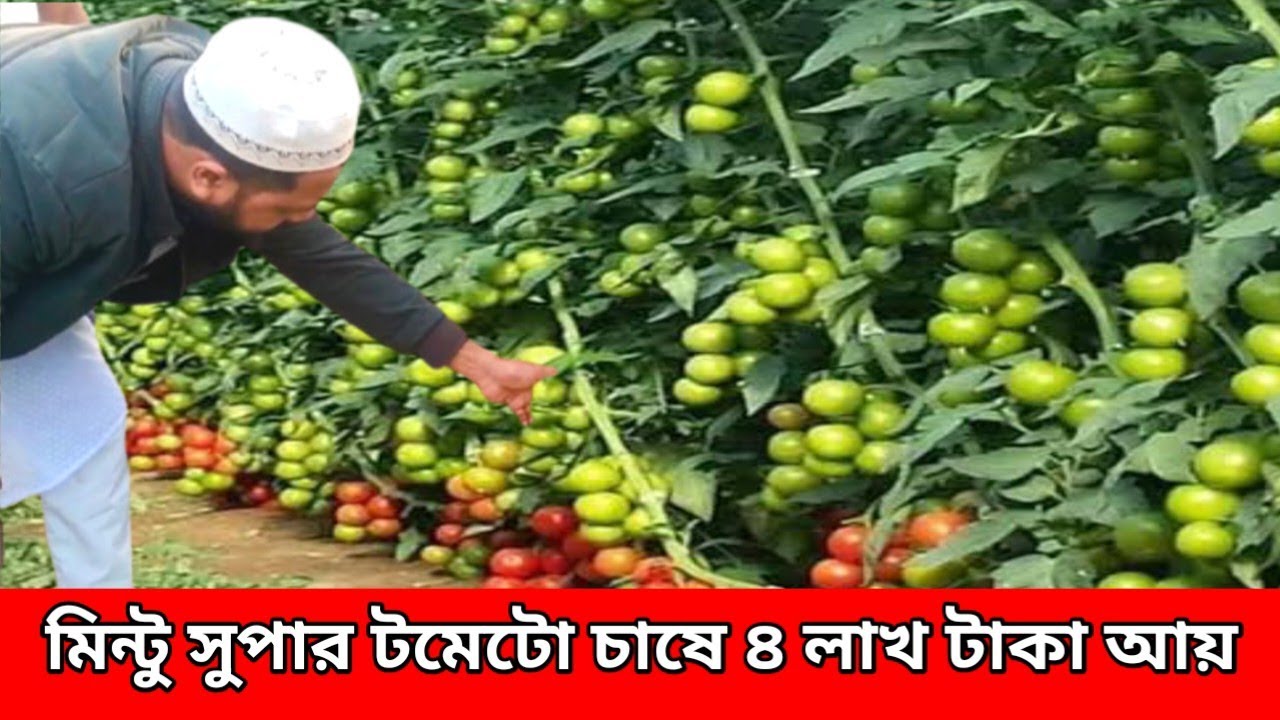 মিন্টু সুপার টমেটো চাষে লাখ টাকা আয়। যুবকের টমেটো চাষে বাজিমাত। Tomato ...