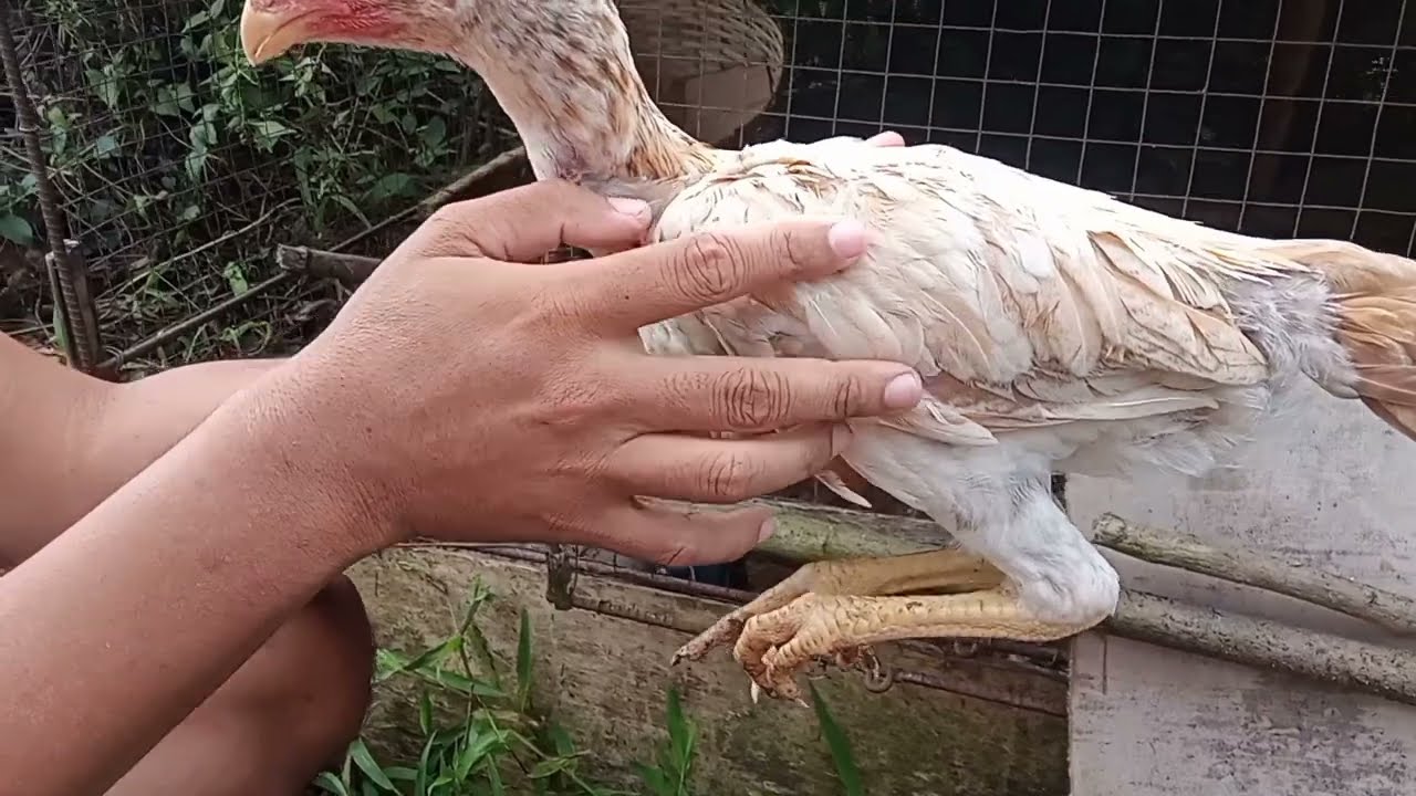 Shamo asil basilan kinabuhing bol-anon - YouTube