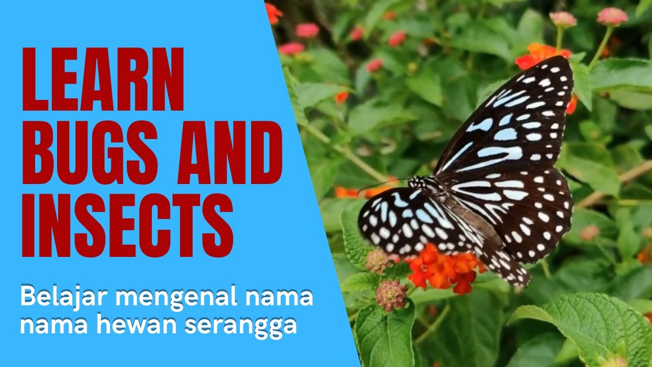 Learn Bugs and Insects - Belajar Mengenal Nama Nama Hewan Serangga ...