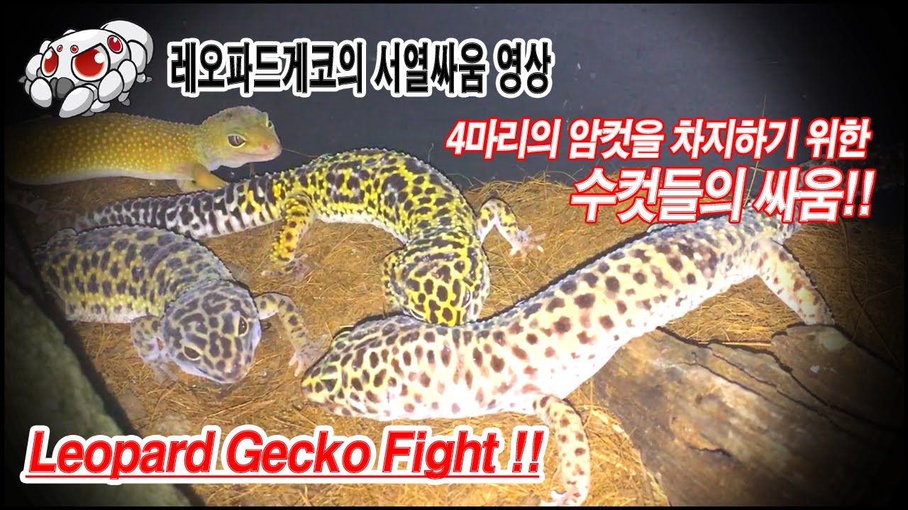 레오파드게코의 서열 싸움(4마리의 암컷을 차지하기 위한 수컷들의 싸움)-leopard gecko fight - YouTube