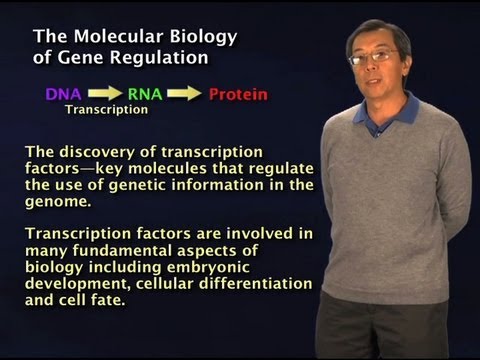 Introduction to gene regulation - Robert Tjian (Berkeley/HHMI) - YouTube