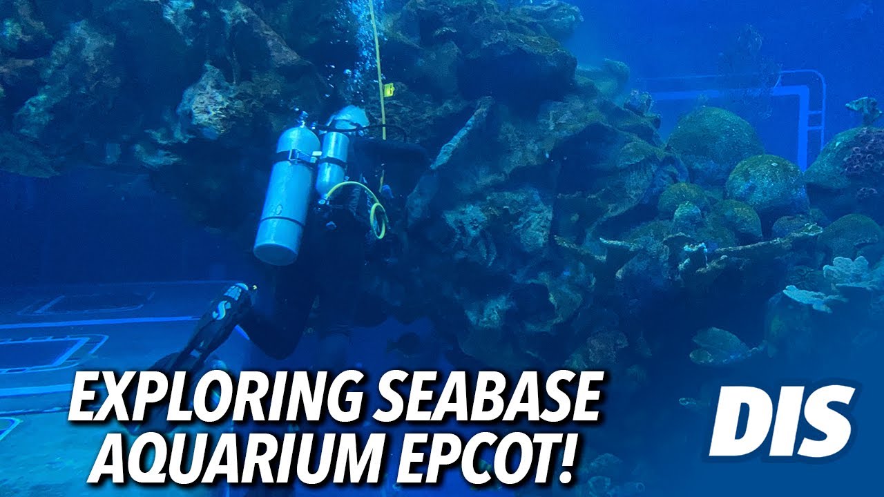 Let's Explore SeaBase Aquarium at EPCOT! - YouTube