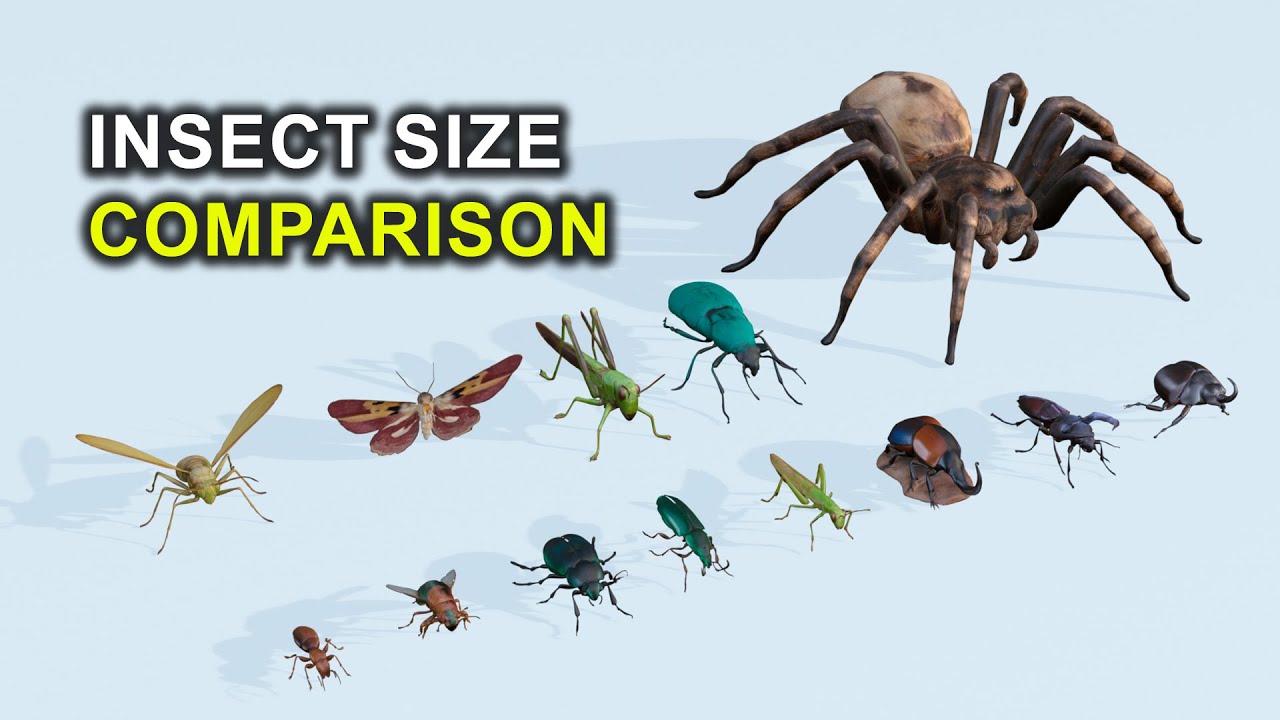 You Won't Believe the Difference in Insect Sizes - YouTube