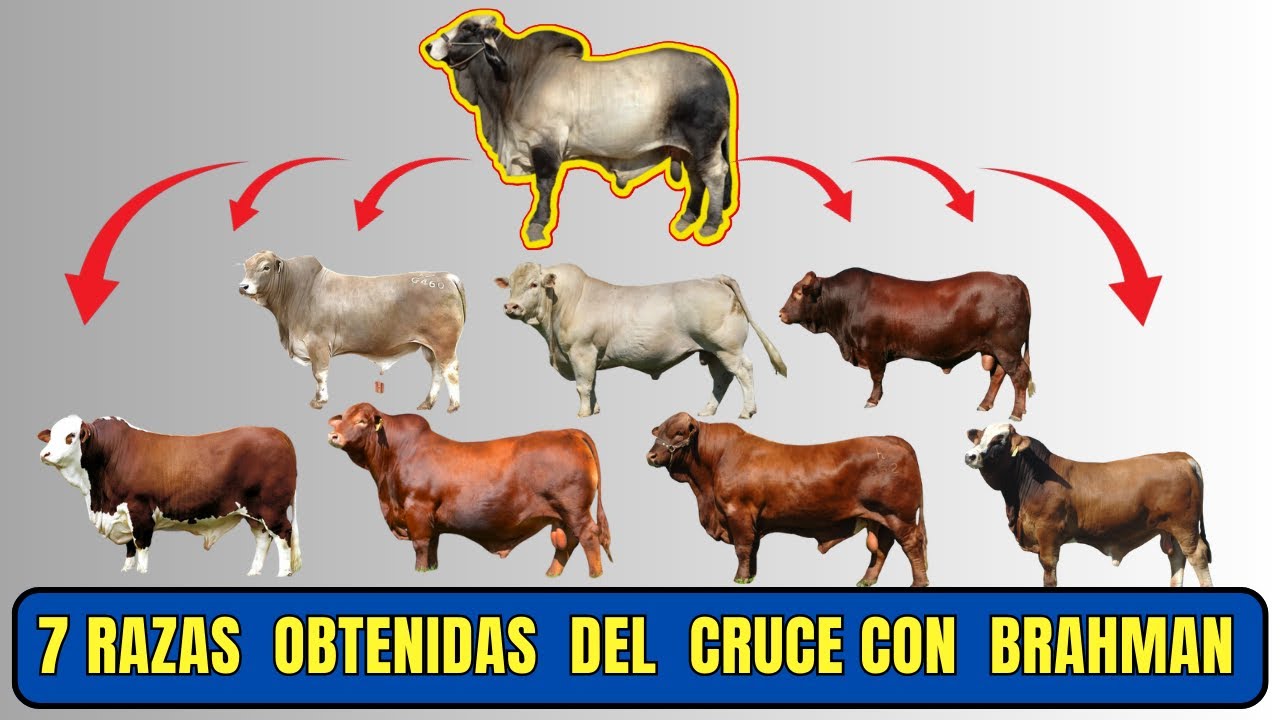 7 razas híbridas que son productos del cruce con la raza Brahman. - YouTube