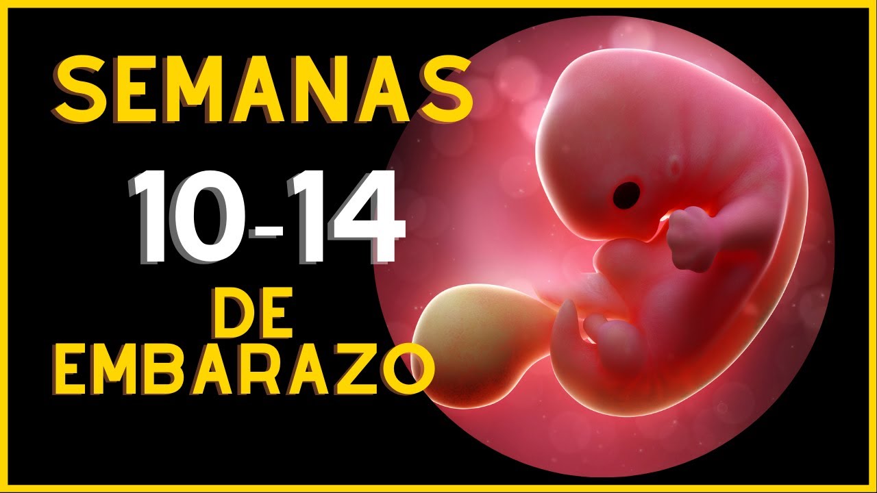 semana 10 a 14 de embarazo en el vientre materno || Embarazo semana a ...