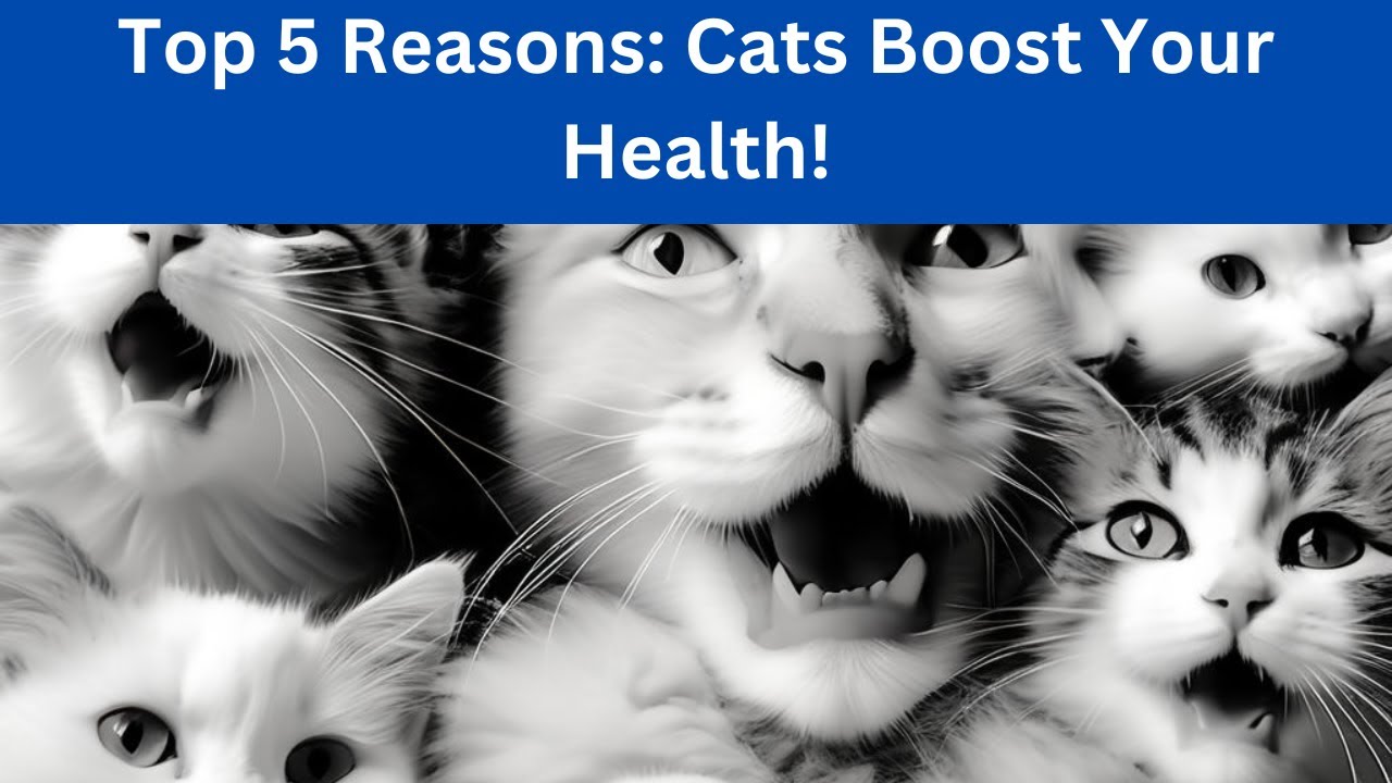 Top 5 Reasons: Cats Boost Your Health! - YouTube