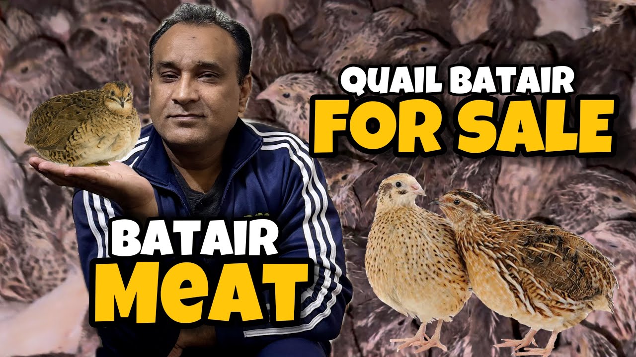 Quail Batair Meat Price in Pakistan | Quail Batair Farming in Pakistan ...