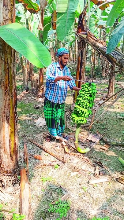 Bananas Cutting Scene 🌴🍌ep 516shorts Harvest Trending Viral