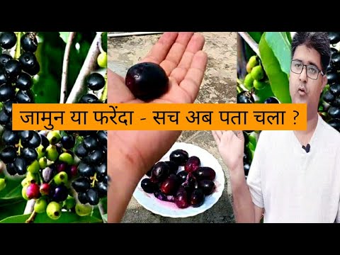 jamun fruit | Jamun ka fal | jamun ki kheti | #kisanindia - YouTube