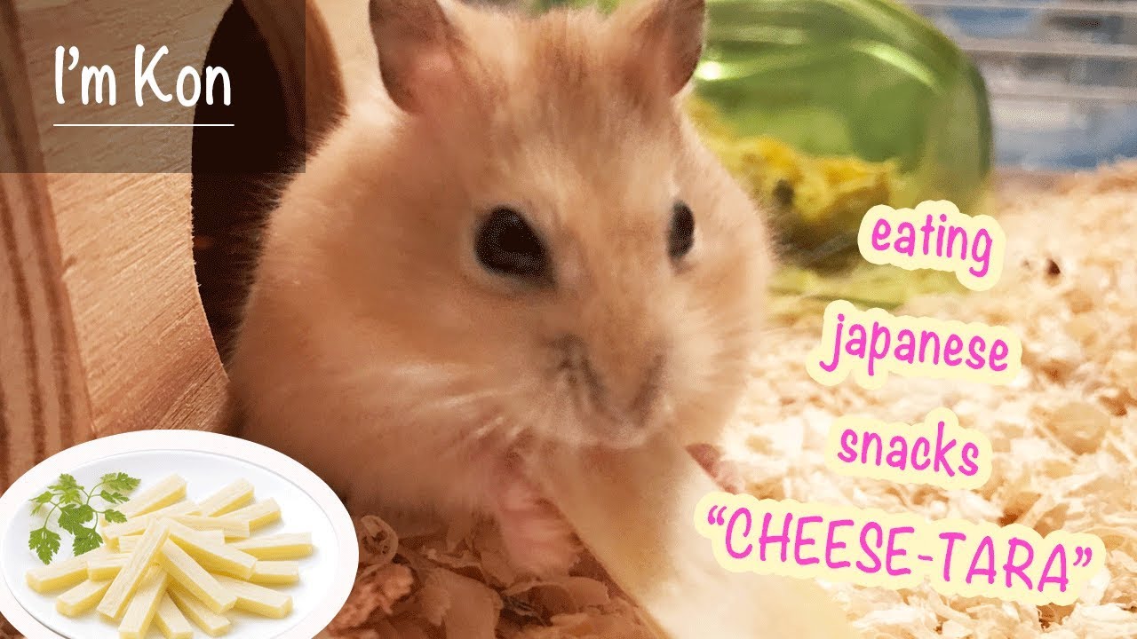 hamster eating cheese hamster cute - YouTube