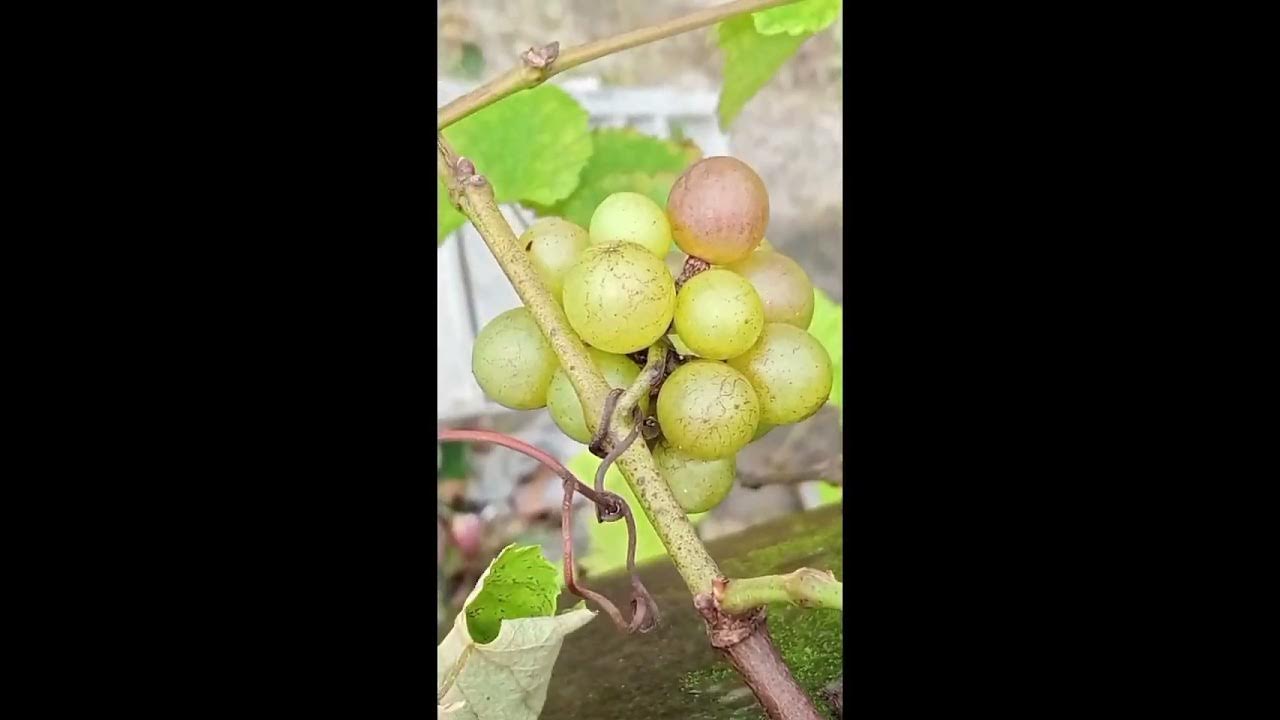 Grapes sa bakuran Nakaka relax sa isipan, - YouTube