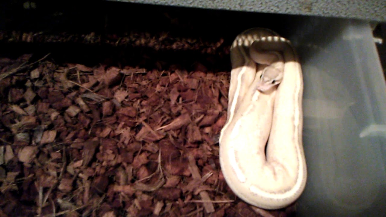 Anniversary Puma Ball Python - YouTube