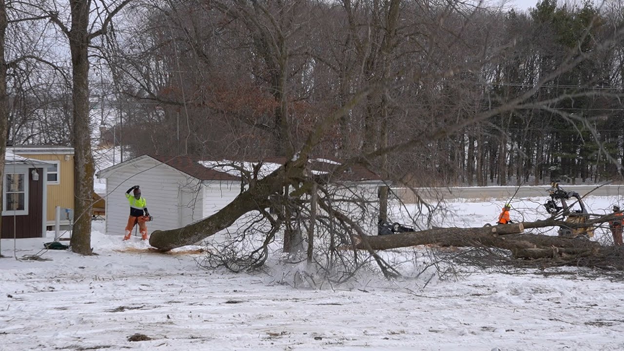 Notches, Hinges and Back cuts Ft. Tree Felling Cuts - YouTube