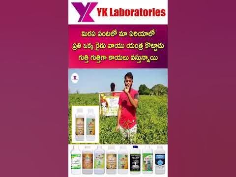 మిరప పంటలో మా ఏరియాలో ప్రతి ఒక్క రైతు వాయు యంత్ర కొట్టాడు గుత్తి గుత్తిగా కాయలు వస్తున్నాయి | YK ...