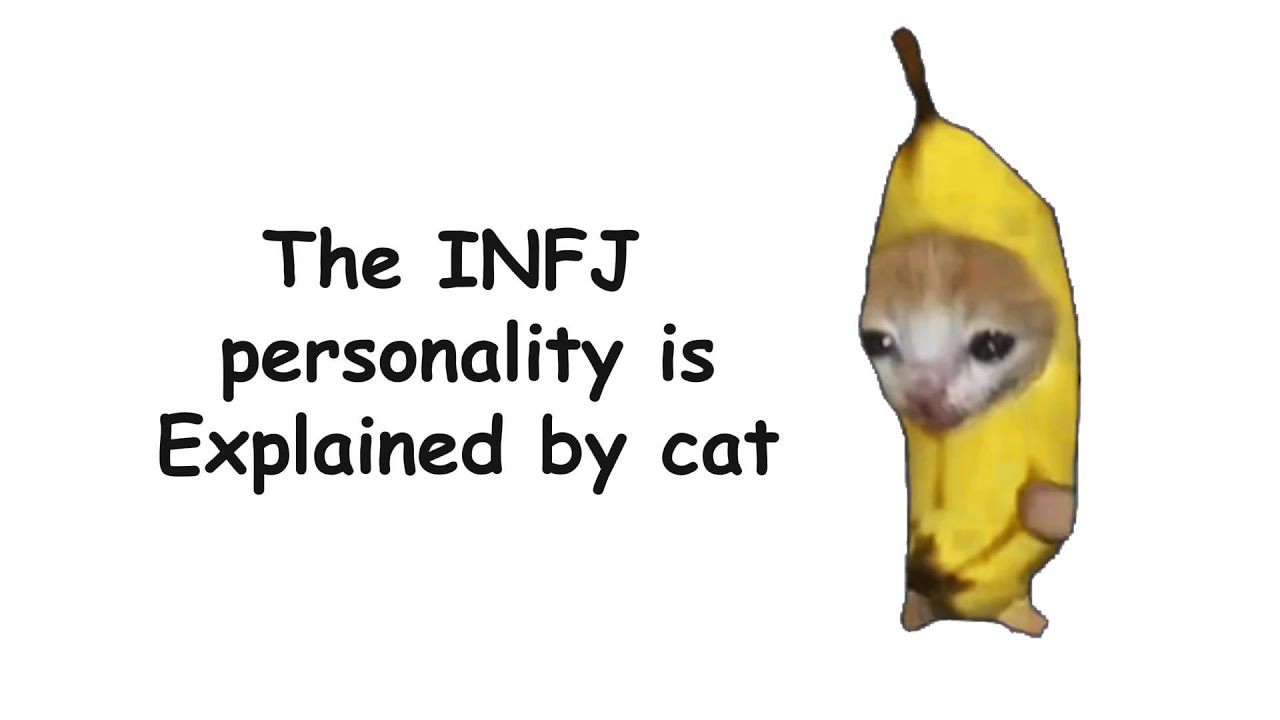 A Story about INFJ Personality Explained by a Cat - YouTube