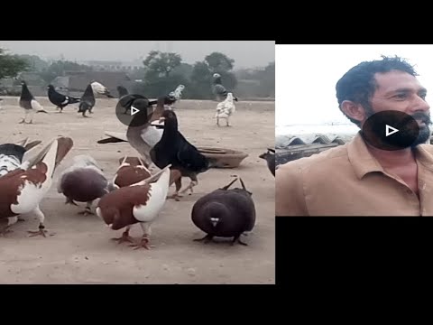 Ustad nasir chohan ki chatt ka shock#golapigeons #kabootarbazi #کبوتر ...