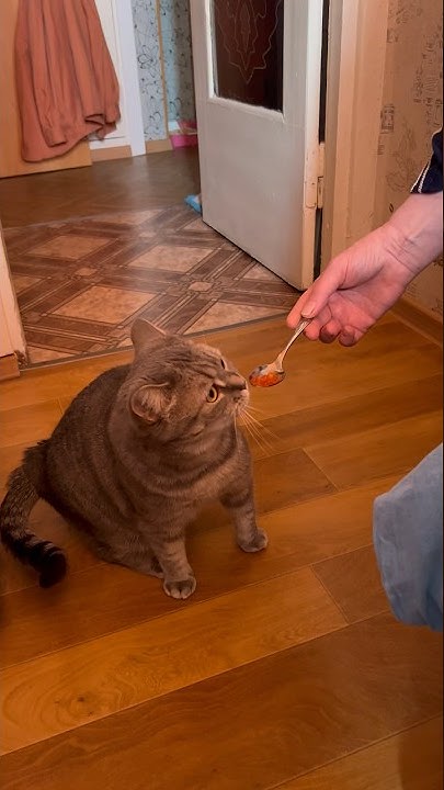 Пробуем икру из магнита 😻 #cat #кошка #магнит #еда #икра #funny # ...