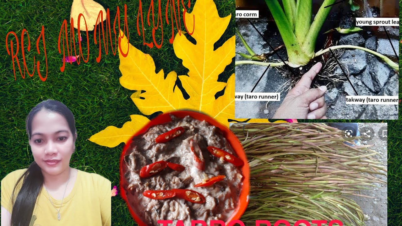 Ginataang Ugat ng Gabi(takway,daludal) - YouTube