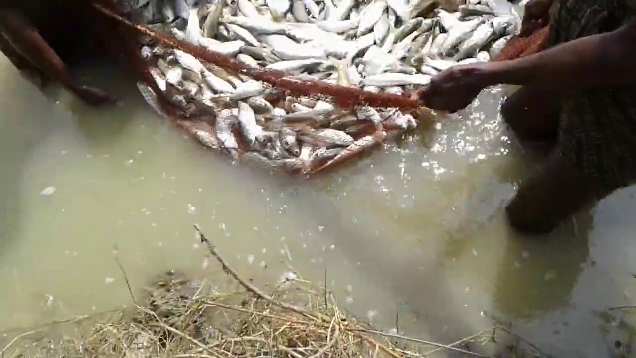 Fish Removed for Cleaning in My farm house - YouTube