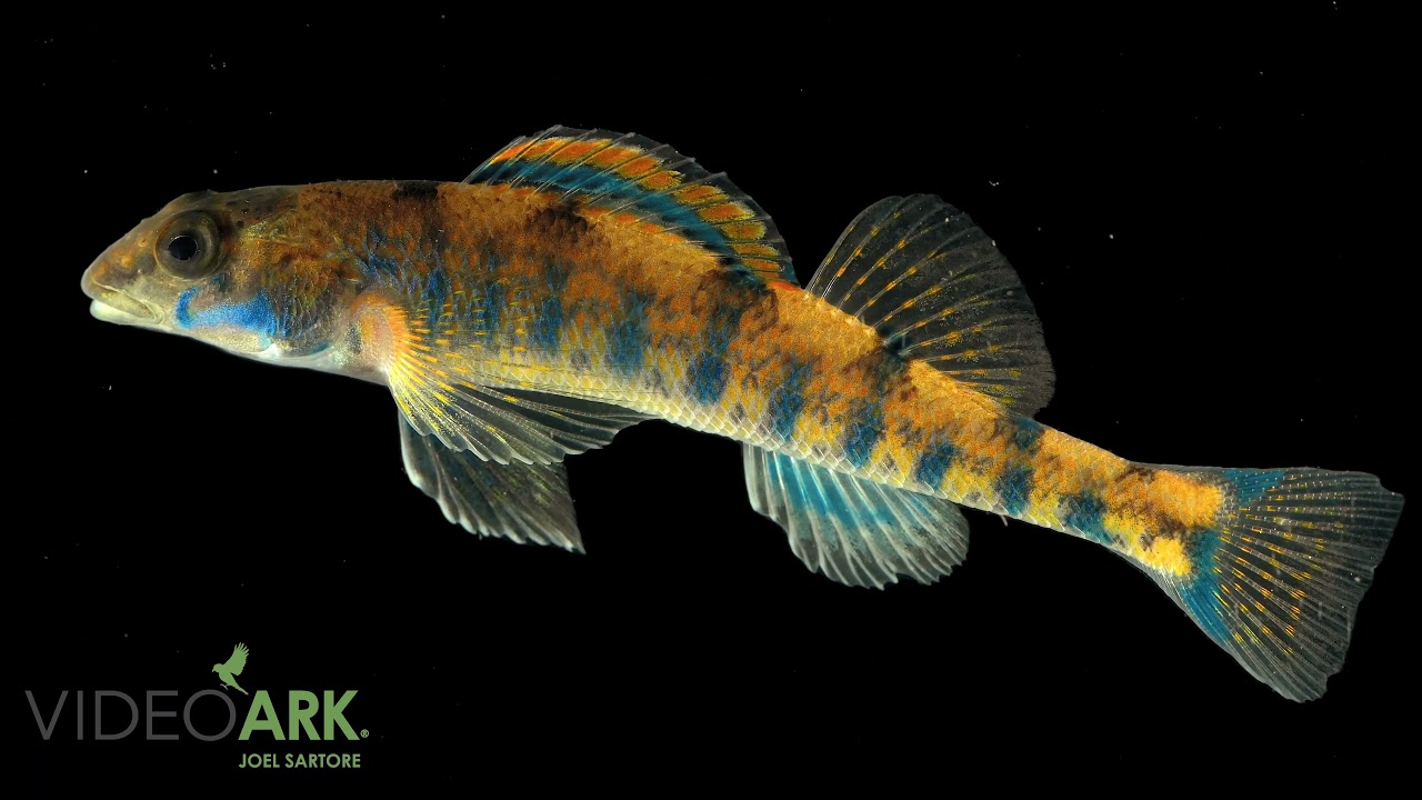 A blueside darter (Etheostoma jessiae) near Little River, Tennessee ...