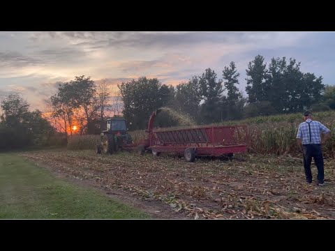 Chopping Down a Sweet Corn Patch for the Cows - YouTube