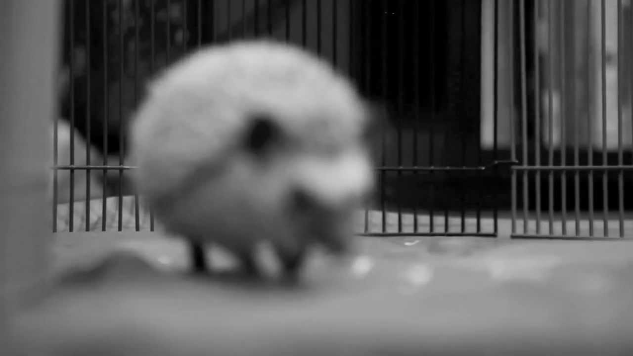 Killer Hedgehog - YouTube