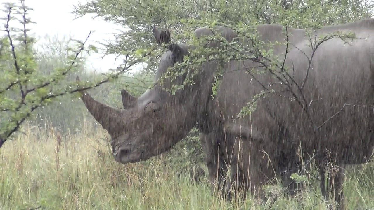 Rhinos standing in the pouring rain in South African bush - YouTube