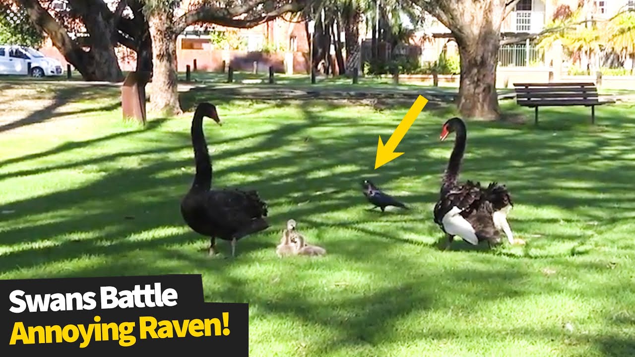 Two Swans Fight Off A Raven That Keeps Trying To Attack Their Babies ...