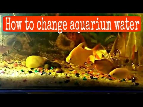 How Aquarium water change, properly. - YouTube