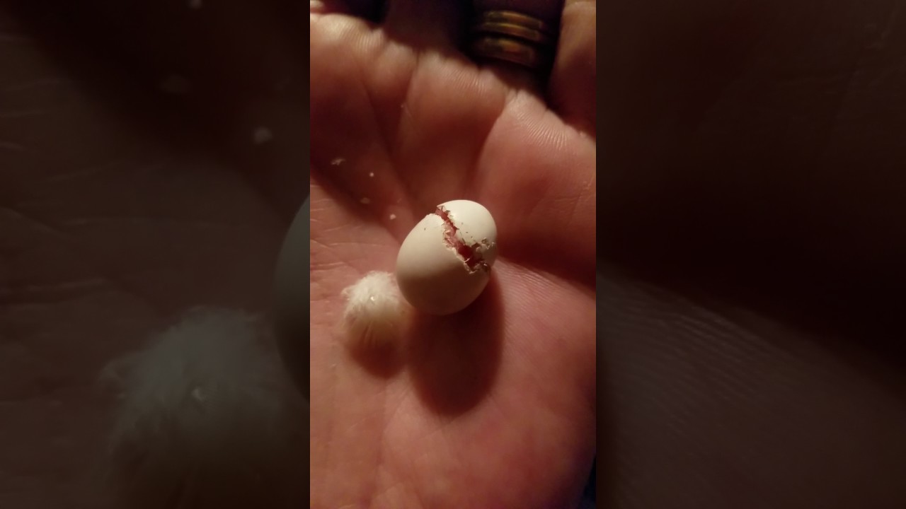 Baby parakeet in egg, chirping, ready to hatch - YouTube