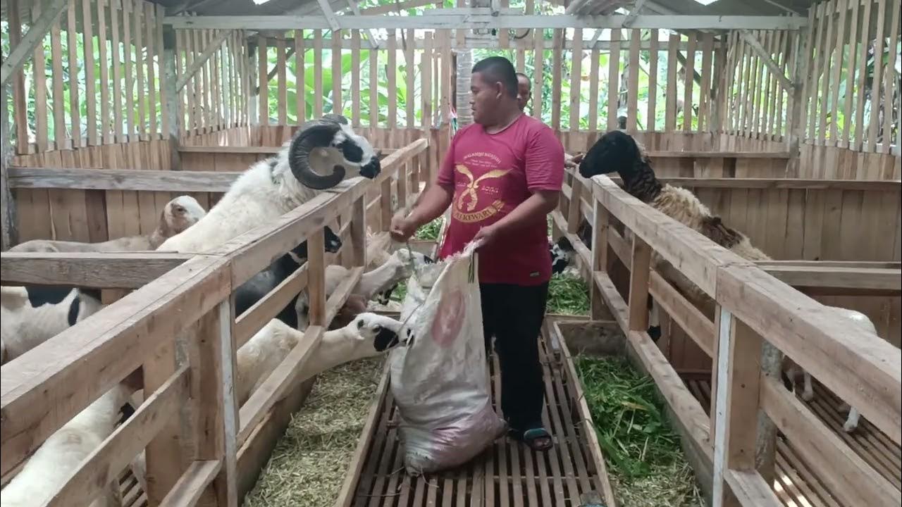 Keunggulan Breeding Domba Garut dengan Sistem Koloni | Breeding Domba Itu Mudah dan Murah - YouTube