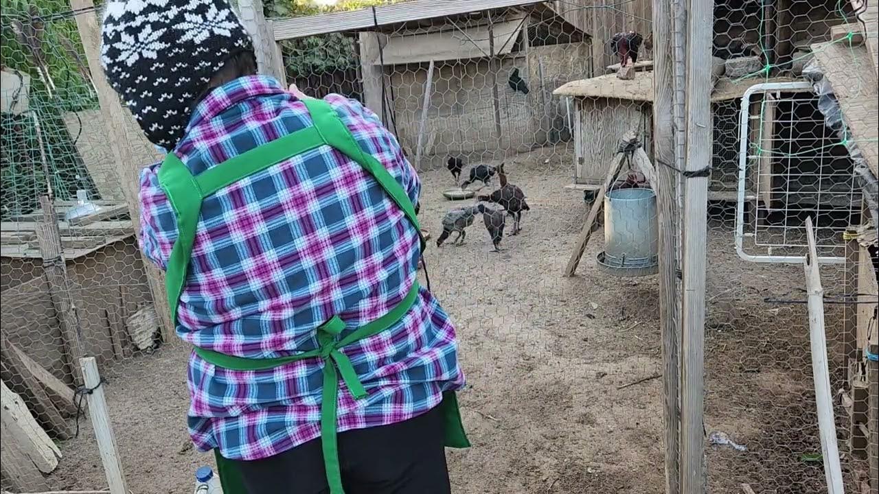 Tso Qaib Los Noj Qhauv - YouTube