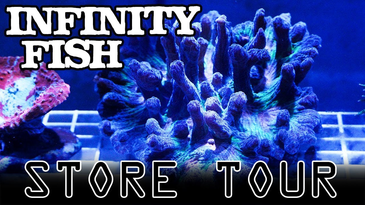 Infinity Fish Store Tour 7/29/17 - YouTube