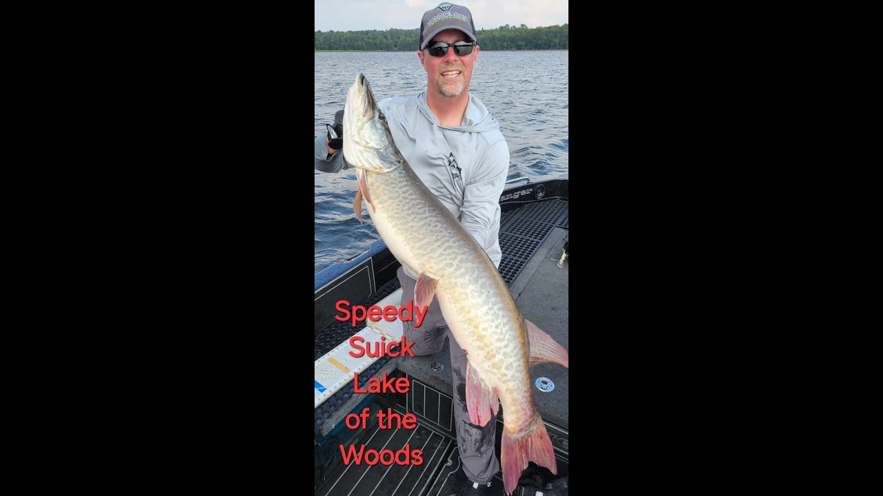 Lake of the Woods Muskie 4-Footer in the Figure Eight! Tamarack Island ...