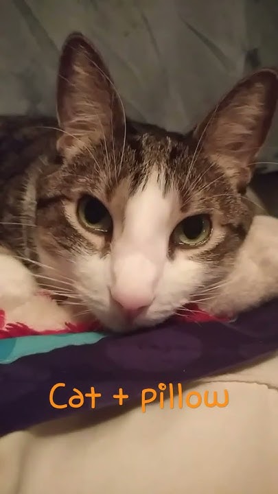 Cat part 2 - YouTube