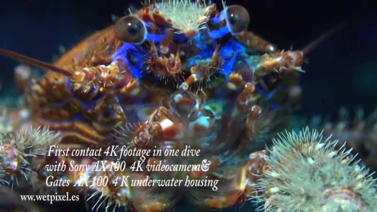 SONY FDR AX 100 4K-GATES AX 100 UNDERWATER MARINA 1 - YouTube