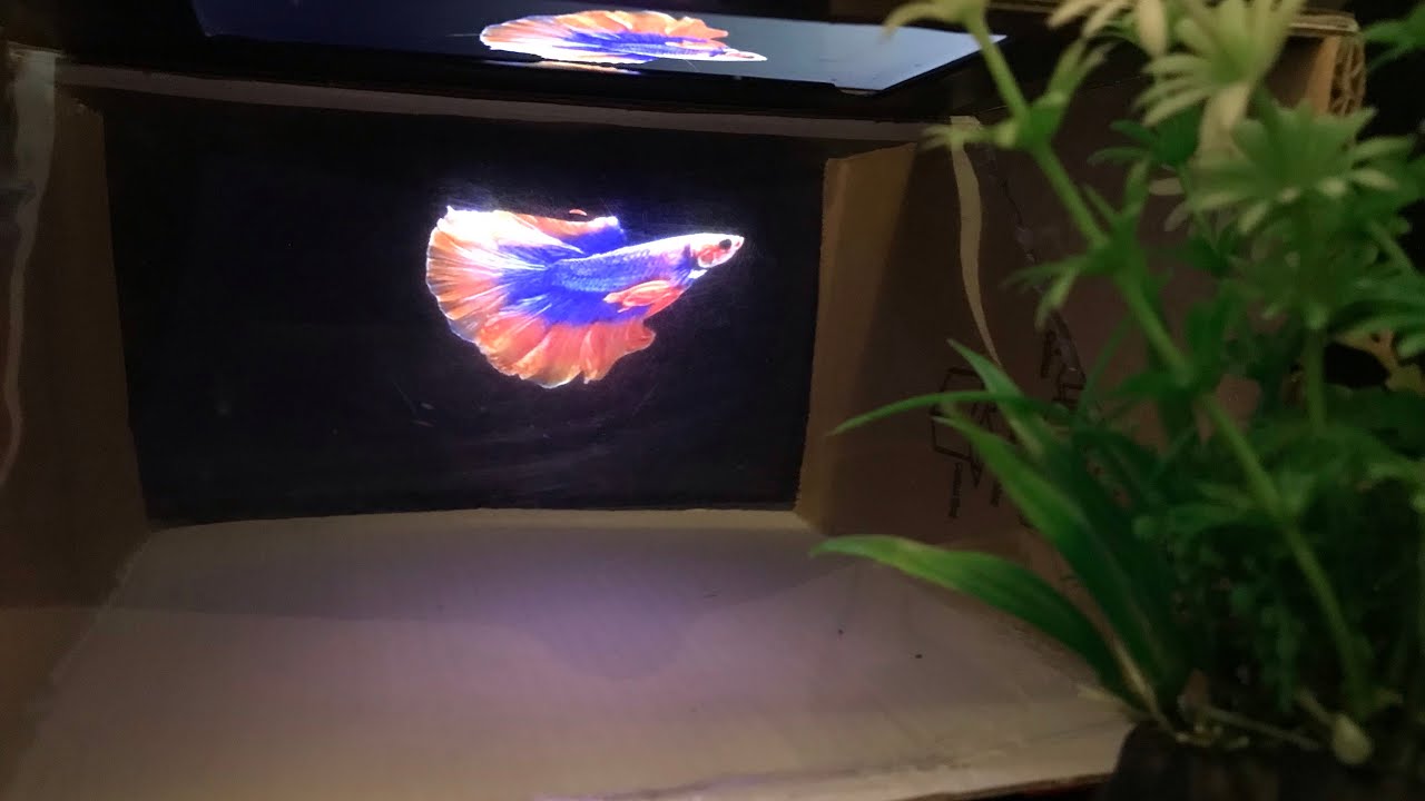 Cute colorful betta Fish with Holographic projector with paper shells ...