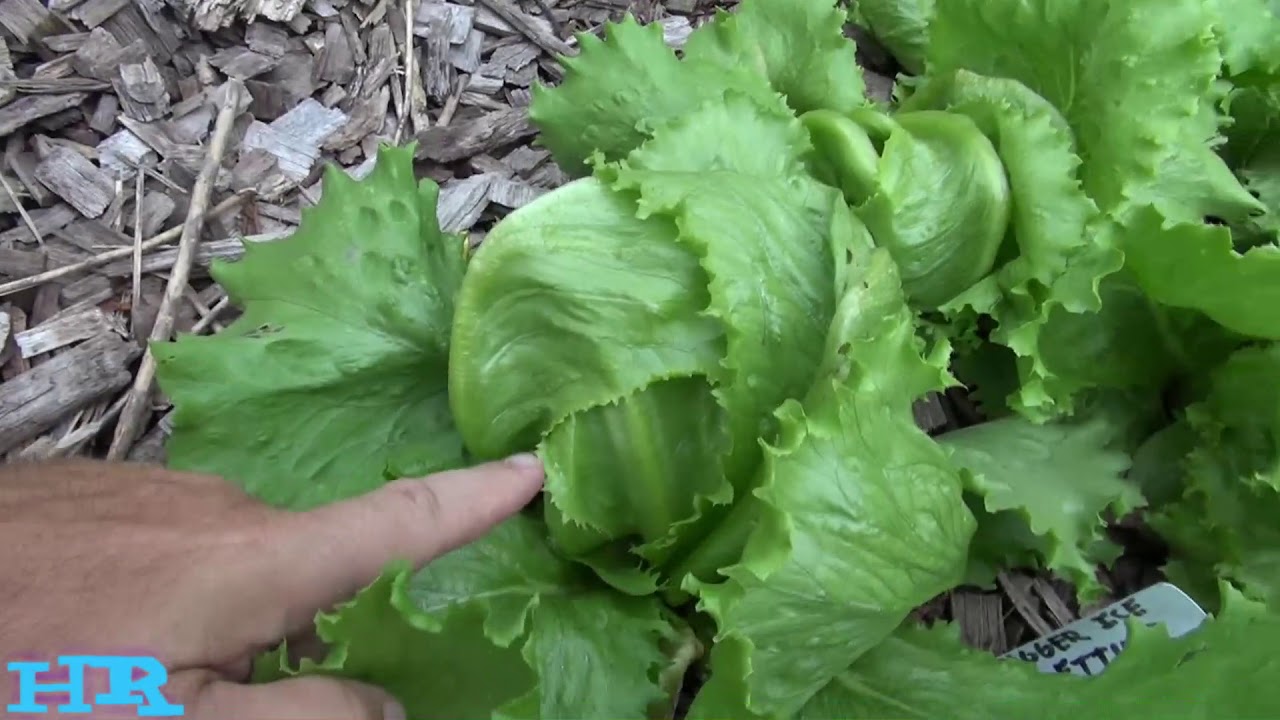 Trigger Crisphead Lettuce | Lactuca sativa | Like an iceberg lettuce it ...