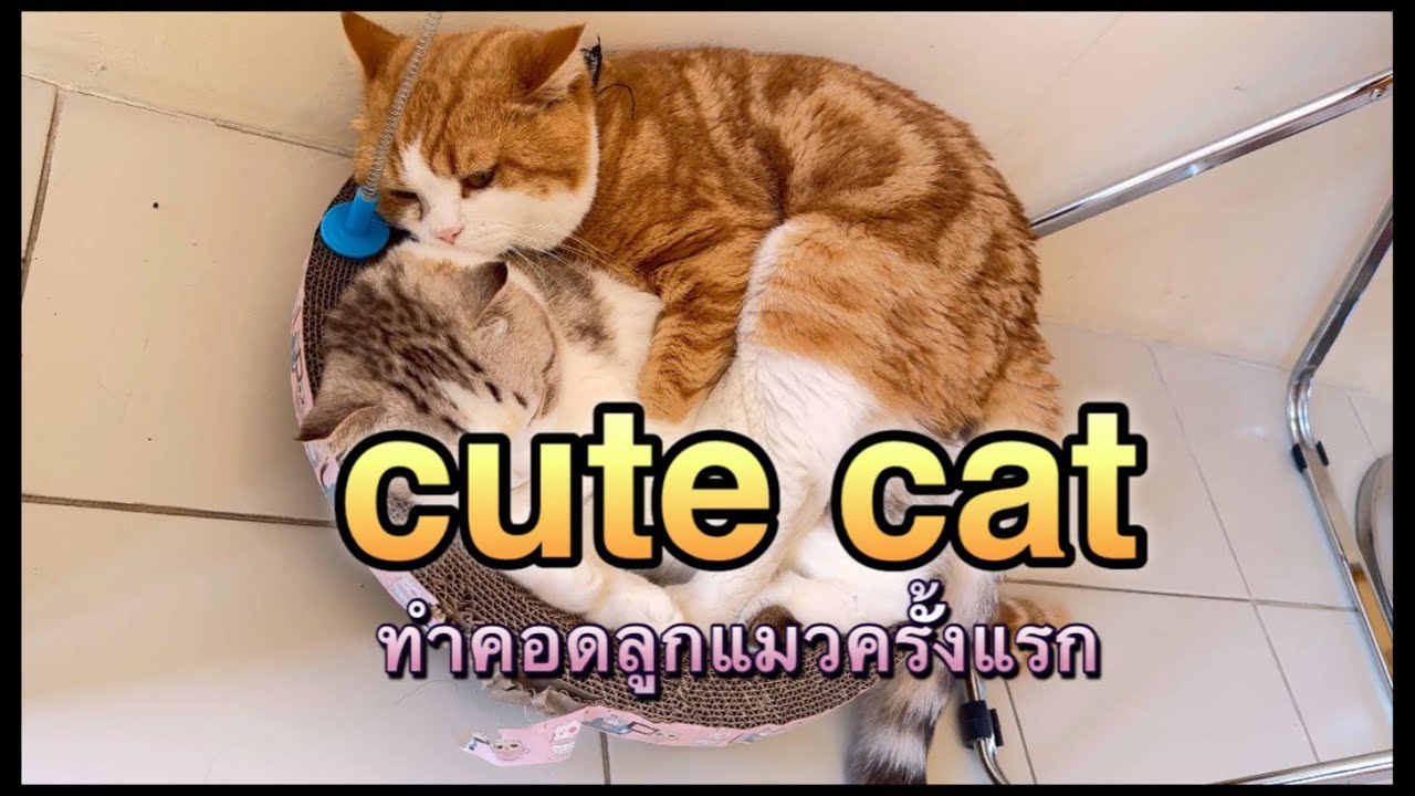 cute cat - YouTube