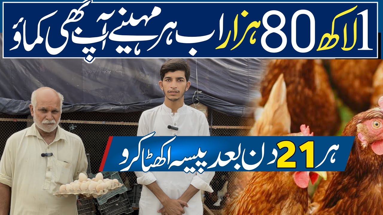 Golden Misri ( Desi ) Murgi For Sale | Poultry Farming In Pakistan ...