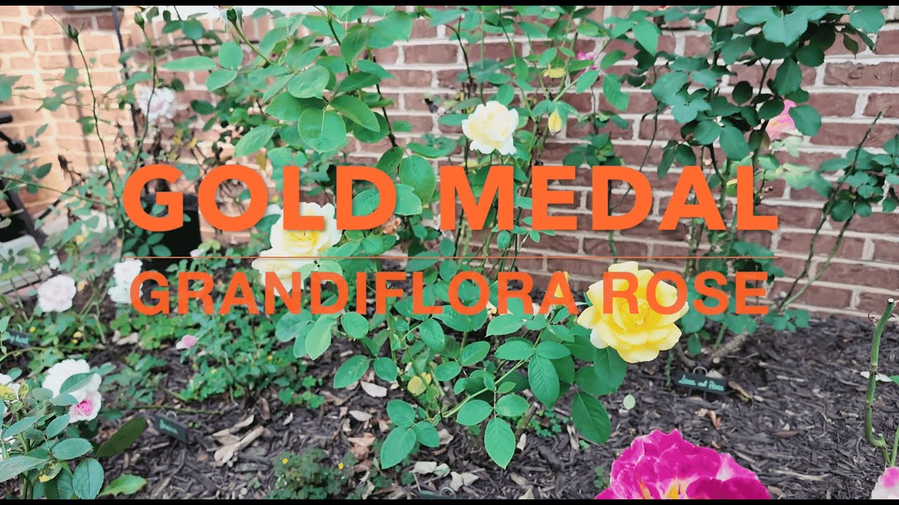 Introduction to Rose Varieties：American Rose Gold Medal｜Grandiflora ...