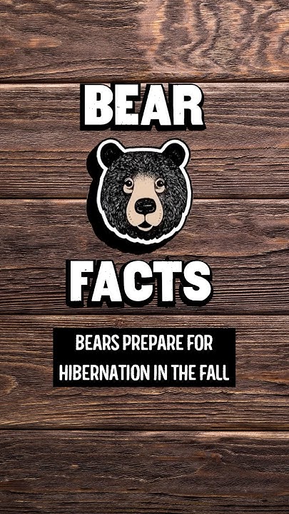 Bear Facts: Bears prepare for hibernation in the fall #gatlinburg - YouTube