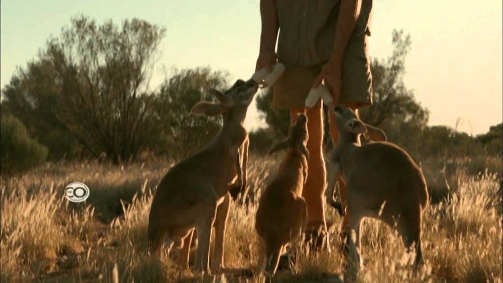 Natuur op 2: Kangaroo Dundee - YouTube