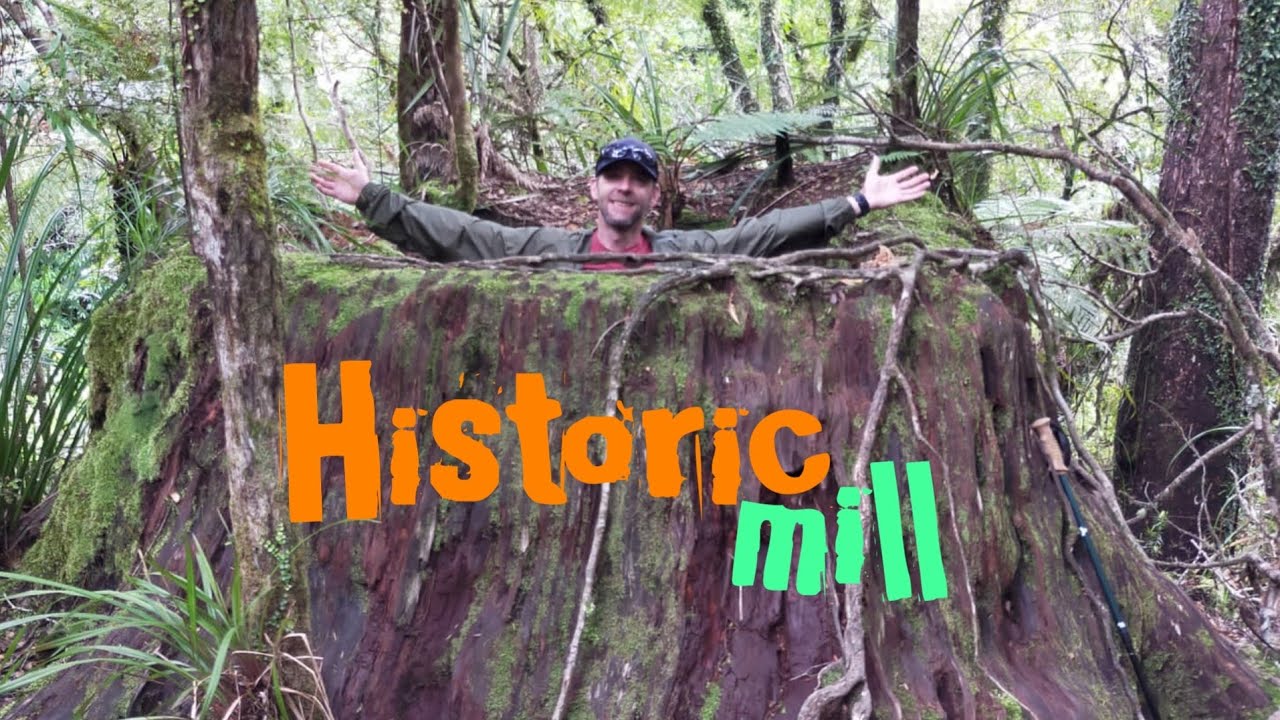 Katikati New Zealand Waitawheta mill #tramping #shortwalk #hiking # ...