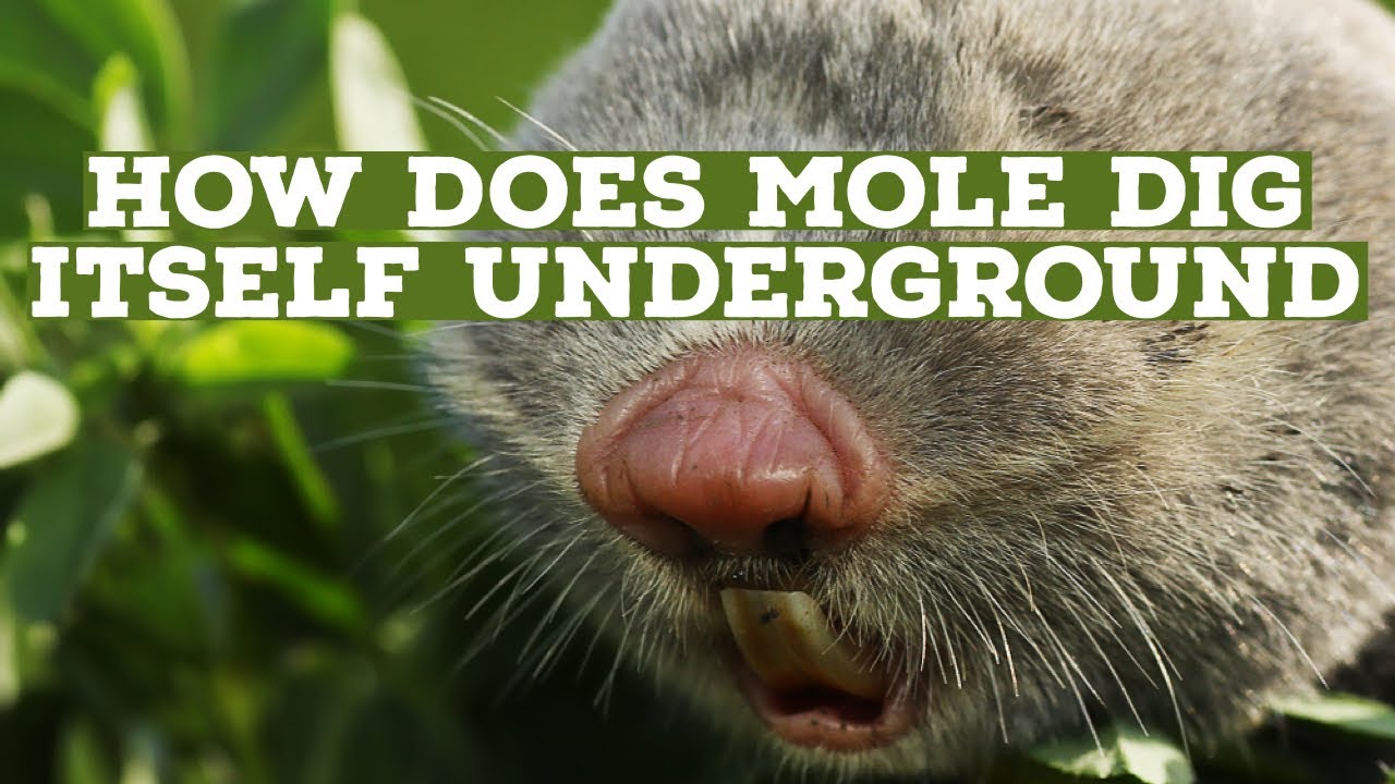 How does mole dig itself underground. Free the mole. Jak zakopuje się ...